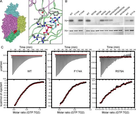 Mutation Of Proposed Gtp Binding Site Residues Affects Gtp Binding A Download Scientific
