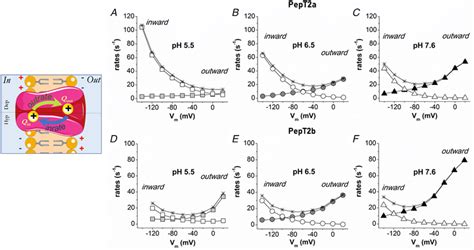 The Unidirectional Rate Constants Graphical Representation Of A Download Scientific Diagram