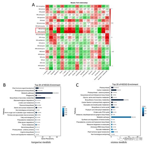 转录组 代谢组，常规组学关联新思路 基因 分析 亚型