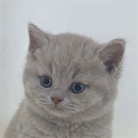 브리티쉬숏헤어 팡치 퍼스트캣ㆍ24시 고양이분양ㆍ전국 안심홈서비스