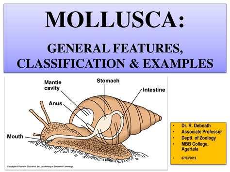 Mollusca Examples