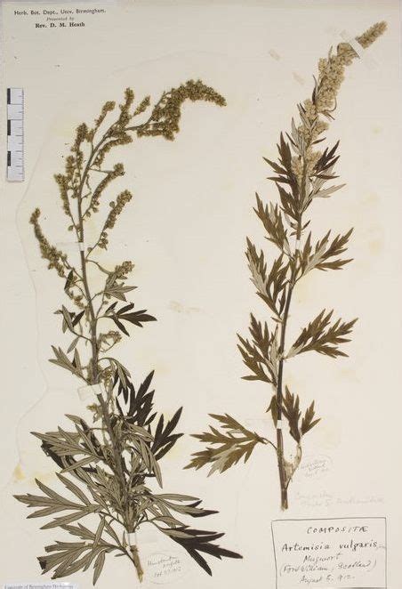 Herbarium Of The Nineteenth Century Artemisia Vulgaris Mugwort Common Mugwort Herbarium