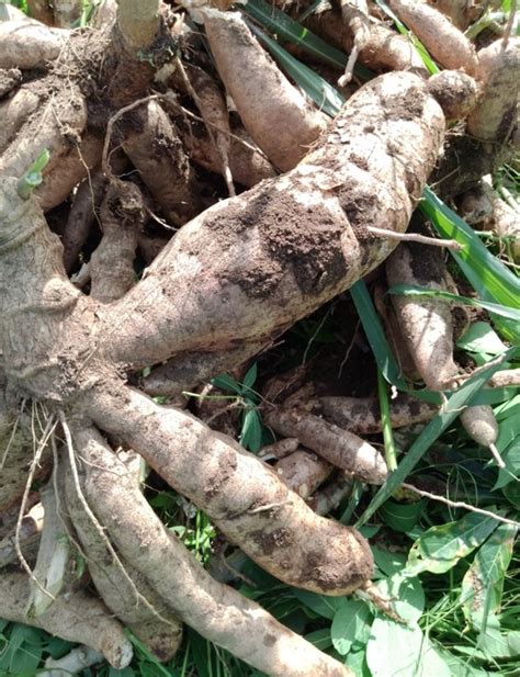 Maize Intercrop With Cassava Farming Agriculture 8 Nigeria
