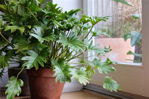 Philodendron Xanadu Indoor Plant Care