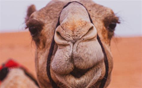 why camel k