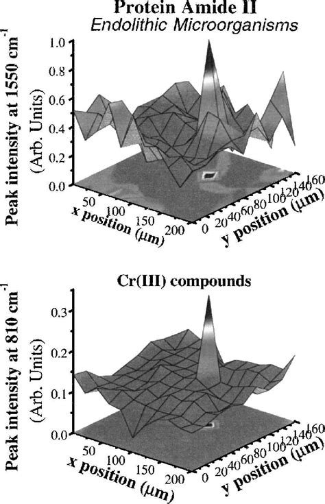 Distribution Of Indigenous Endolithic Microorganisms Top And The Download Scientific Diagram