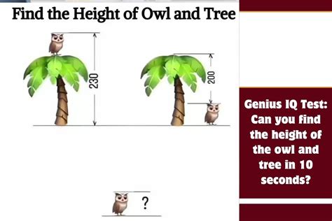 genius iq test can you find the height of the owl and tree in 10