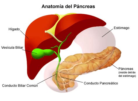Diagrama Da Glandula Pancreas