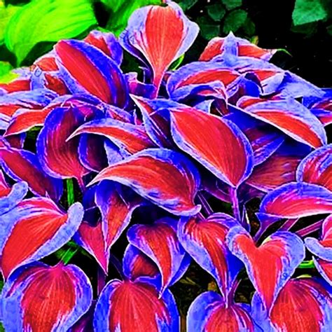 150 Seeds Red And Blue Green Colors Hosta Bonsai Perennials Lily Flower