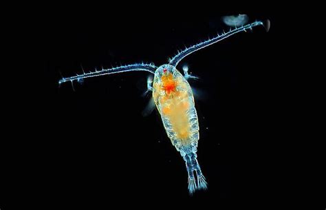 Plankton Marine Drifters Explained Plankton Pic Deep Sea Plankton