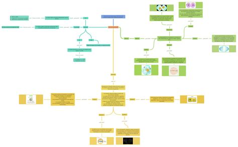 Ciclo Celular Coggle Diagram