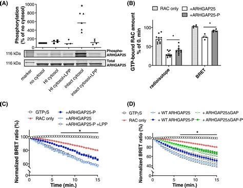 A Novel Bret‐based Gap Assay Reveals Phosphorylation‐dependent