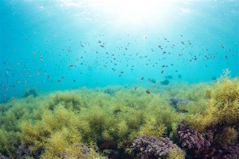 伊豆でダイビングができる体験施設10選！初心者向け体験コースからライセンス取得・上級者向けなどダイビング歴10年の筆者が紹介！｜アニーお祝い体験マガジン