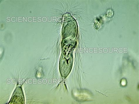 Trichonympha Sob Microscopio