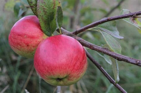 Tydemans Early Worcester Apple Tree £26 00 Dessert Apples Early Season Apple Trees And
