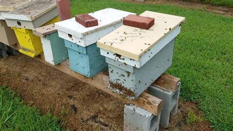 Bee Detection 2 Object Detection Dataset By Bee Sort