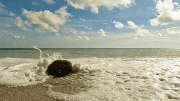 Naked On Beach Clips Find And Share On Giphy