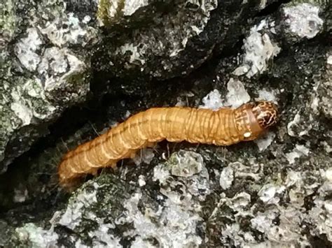 10 Caterpillars That Make Web Nests In Trees With Pictures