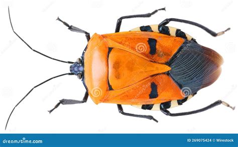 Macro Shot Of A Man Faced Stink Bug Isolated On A White Background