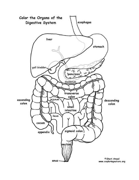 Digestive System