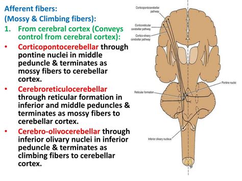 Ppt Cerebellum Powerpoint Presentation Free Download Id1938775