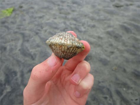 Hand Holding Cockle Shell On Sandy Beach Wallpaper Background Free