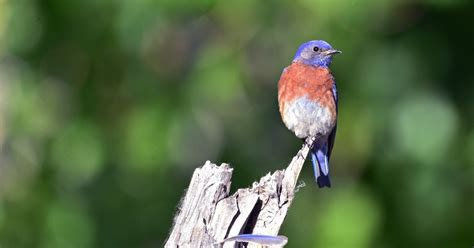 Western Bluebird Range