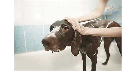 Груминг на куче у дома Български Фермер