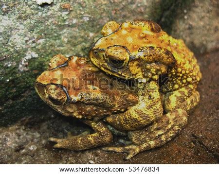 Toad Mating Sex In Nature Stock Photo 53476834 Shutterstock