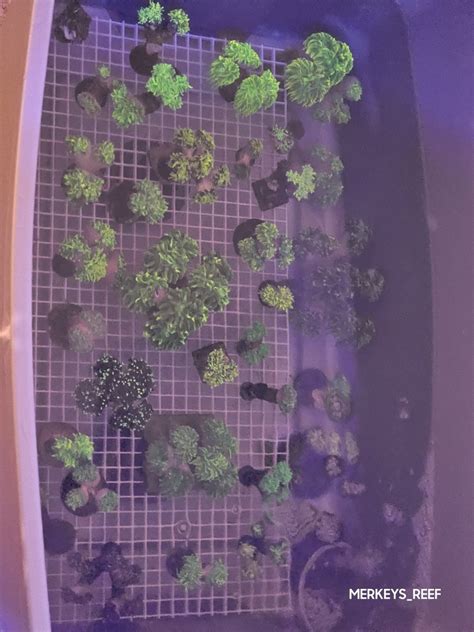 In Tank Cipro Dosing Page 3 Reef2reef