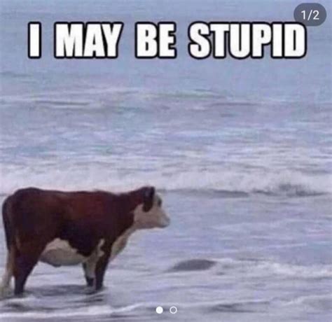 I May Be Stupid Know Your Meme