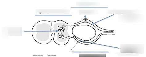 Spinal Cord Diagram Quizlet