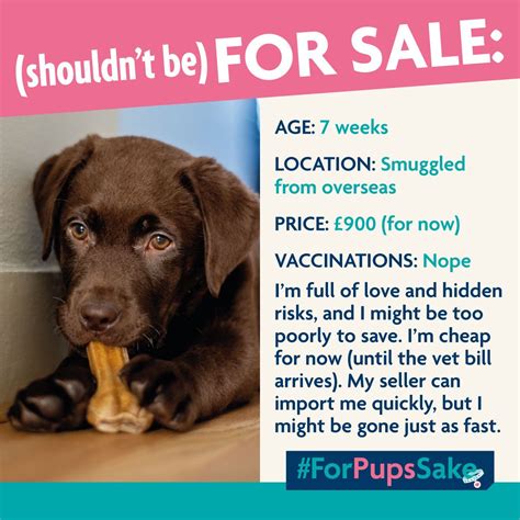 Rspca On Linkedin Forpupssake Actnowforanimals Puppies Rspca 14