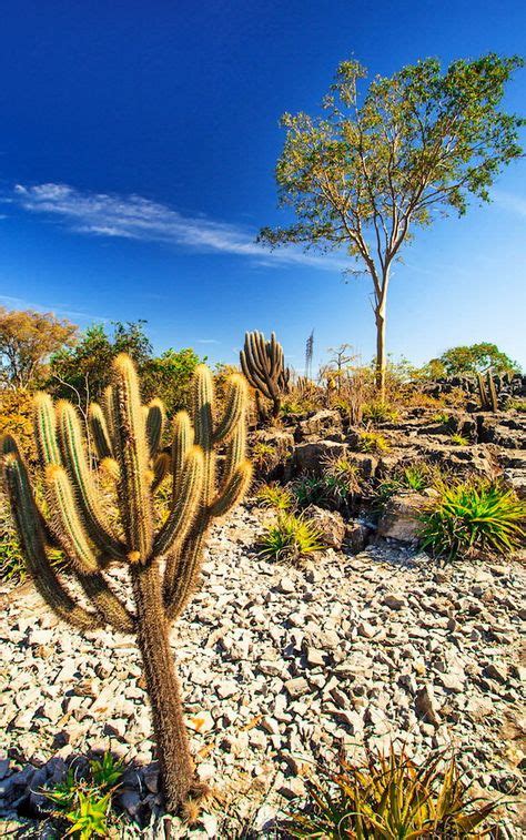 Caatinga Imagens