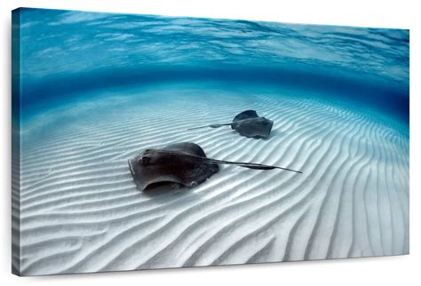 Ebern Designs Crowle Underwater Stingray Wayfair