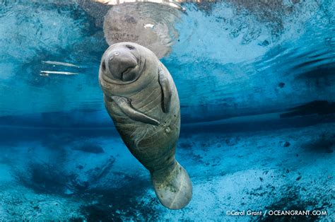 Polite And Sexy Manatee Buzz Manatee Tales