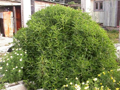 Myoporum Laetum Ngaio The Plant Store