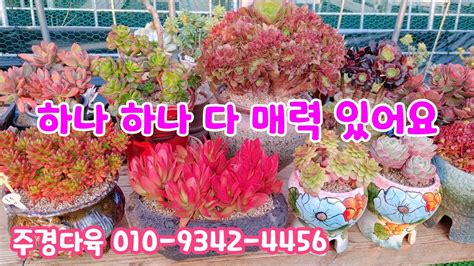 230430📍주경다육 구미무 더스티로즈 샐러드볼철화 초연 라디칸스 줄리아나 엘크혼 네온라이트 아보카도크림 Youtube