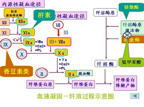 肝臓血液凝固 凝固因子 血液データ Tjto