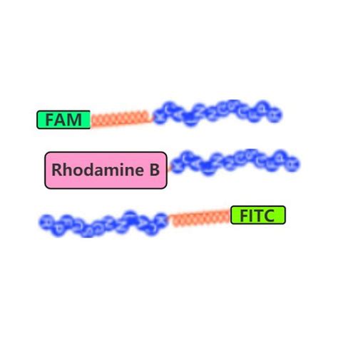 Custom Peptide Modifications For Research Biorunstar