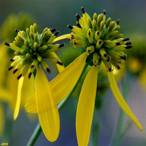 Wingstem The Morton Arboretum