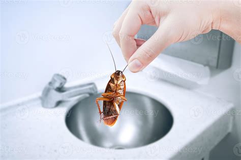 Cockroach With Kitchen Sink Eliminate Cockroach In Building Apartment