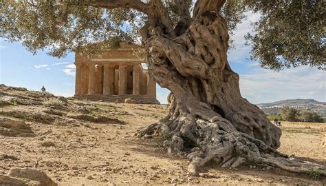 Trovati I Resti Di Un Antico Edificio In Italia La Scoperta