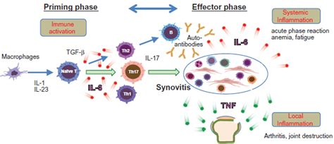 The Pathological Role Of Il 6 In Ra Download Scientific Diagram