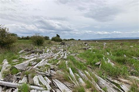 Boundary Bay Tidal Marsh Restoration Project — Ducks Unlimited Canada
