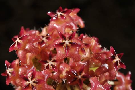 Hoya Mindorensis Apocynaceae Hoya Mindorensis Apocynaceae