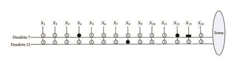 The Dendritic Morphology Of The Australian Credit Dataset After Download Scientific Diagram