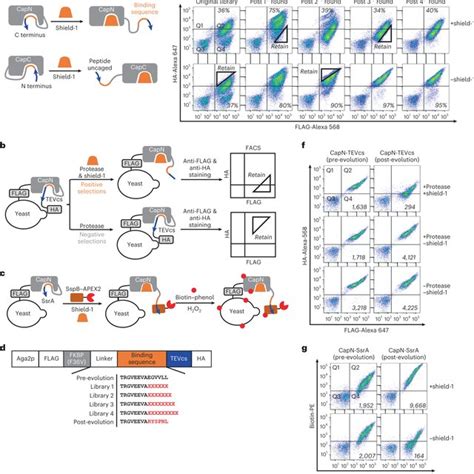 Engineering Of The Capc System A Capc Sequence Before During And