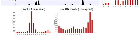 Small Non Coding Rna Sncrna Reads Analysis The Rna Seq And Sncrna