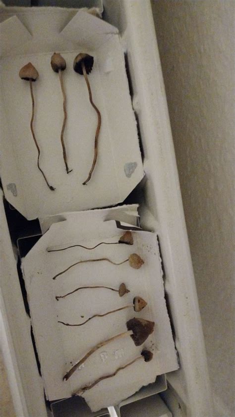 Lib Caps Rsemilanceata